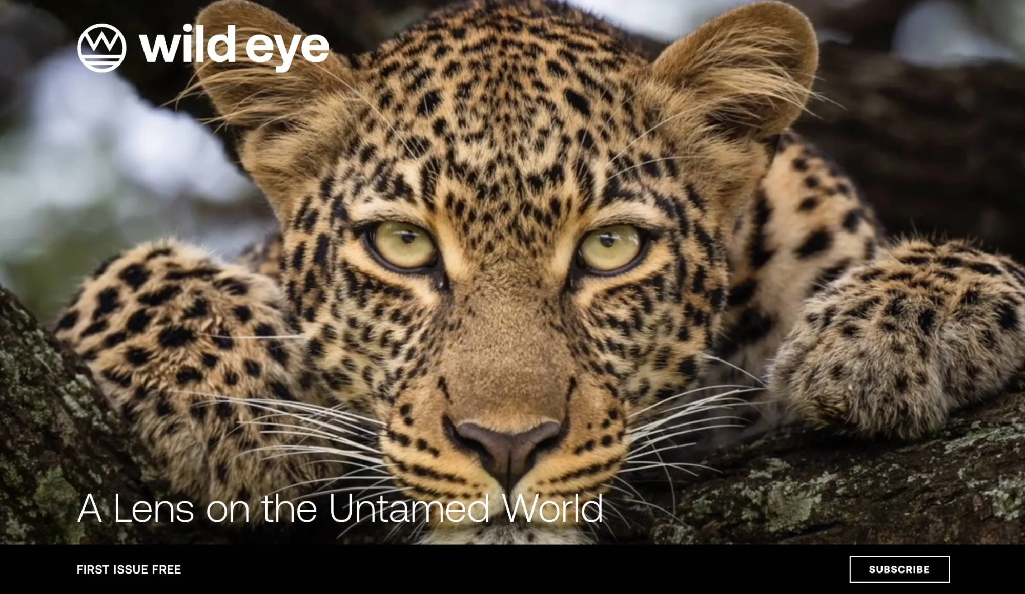 Get a FREE copy of Wild Eye Magazine - Them Frames